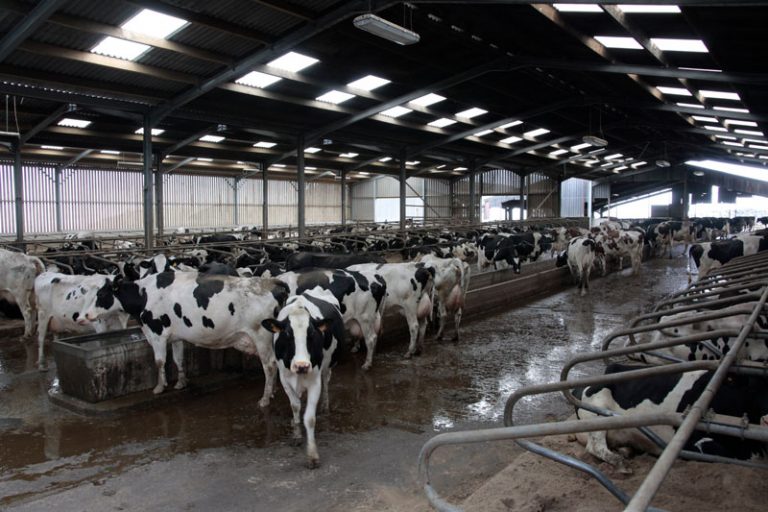 Ryan visits one of our largest indoor dairy herds - Fishguard Vets